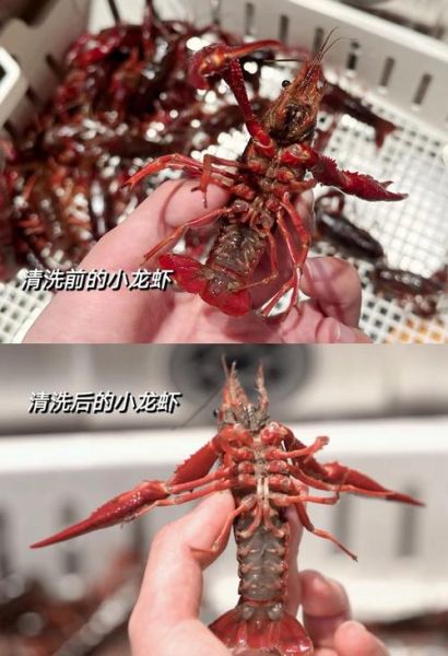 小龙虾怎么清洗_小龙虾正确做法视频-第1张图片-山城妙识 小龙虾怎么清洗_小龙虾正确做法视频-第1张图片-山城妙识
