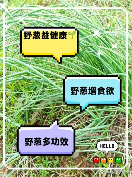 野葱的副作用有哪些_野葱吃多了会怎样-第2张图片-山城妙识 野葱的副作用有哪些_野葱吃多了会怎样-第2张图片-山城妙识