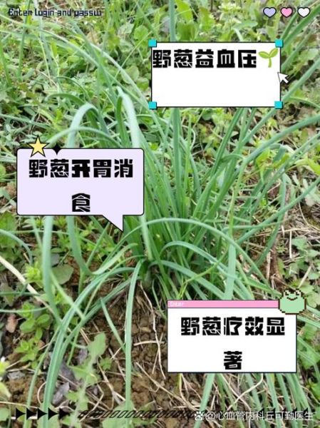 野葱的副作用有哪些_野葱吃多了会怎样-第1张图片-山城妙识 野葱的副作用有哪些_野葱吃多了会怎样-第1张图片-山城妙识