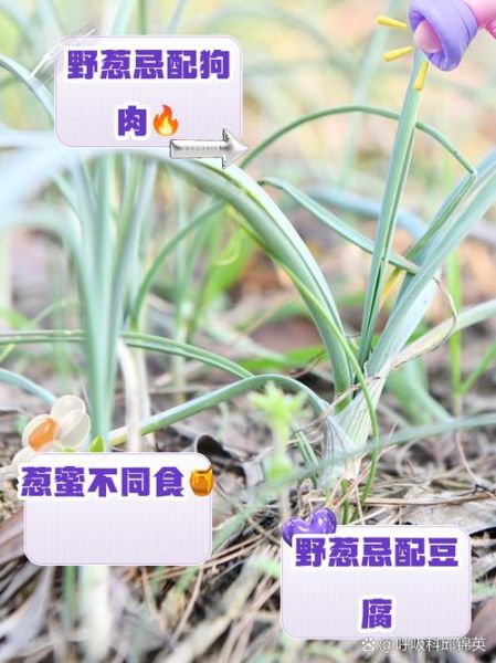 野葱的副作用有哪些_野葱吃多了会怎样-第3张图片-山城妙识 野葱的副作用有哪些_野葱吃多了会怎样-第3张图片-山城妙识