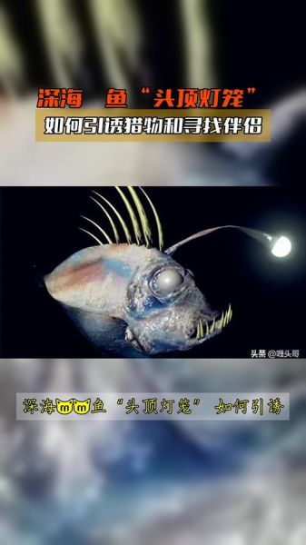 鮟鱇鱼长什么样子_深海鮟鱇鱼图片特征-第3张图片-山城妙识