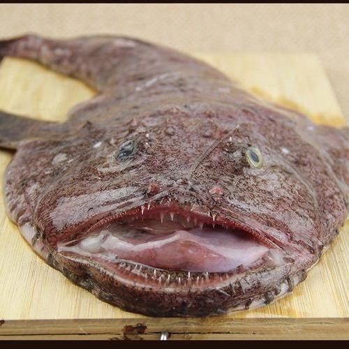 鮟鱇鱼长什么样子_深海鮟鱇鱼图片特征-第1张图片-山城妙识