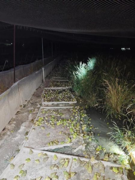 养殖青蛙一亩成本多少_青蛙养殖利润高吗-第1张图片-山城妙识 养殖青蛙一亩成本多少_青蛙养殖利润高吗-第1张图片-山城妙识