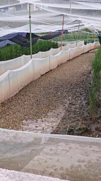 养殖青蛙一亩成本多少_青蛙养殖利润高吗-第3张图片-山城妙识 养殖青蛙一亩成本多少_青蛙养殖利润高吗-第3张图片-山城妙识