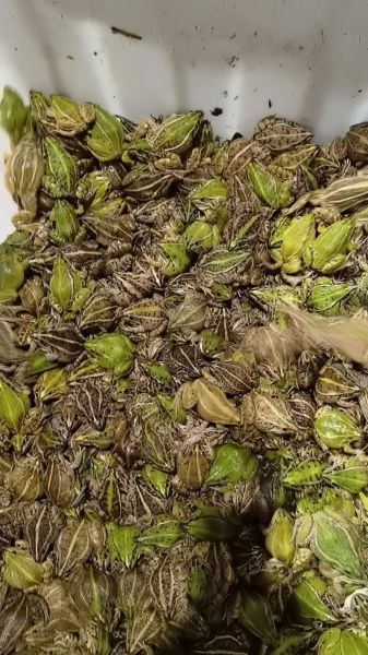 养殖青蛙一亩成本多少_青蛙养殖利润高吗-第2张图片-山城妙识 养殖青蛙一亩成本多少_青蛙养殖利润高吗-第2张图片-山城妙识