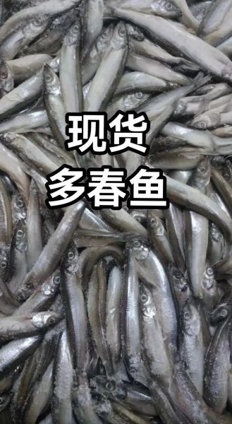 多春鱼价格多少钱一斤_多春鱼多少钱一斤-第2张图片-山城妙识