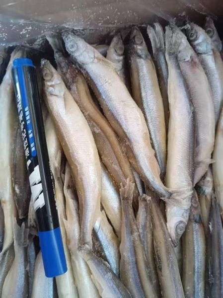 多春鱼价格多少钱一斤_多春鱼多少钱一斤-第3张图片-山城妙识