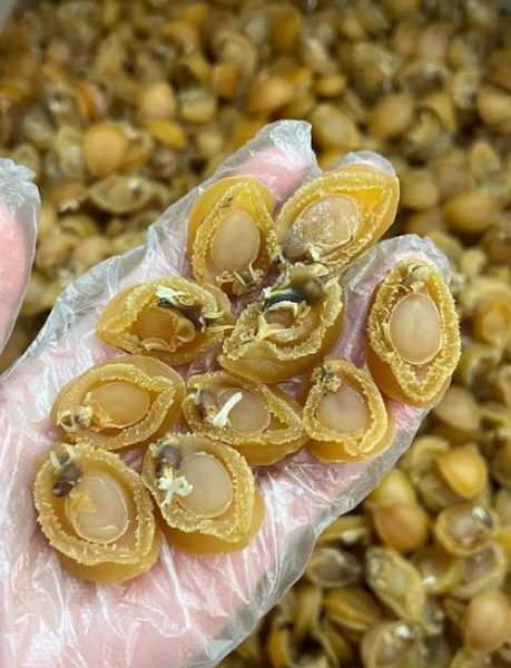 干鲍鱼怎么泡发_干鲍鱼做法大全集-第3张图片-山城妙识 干鲍鱼怎么泡发_干鲍鱼做法大全集-第3张图片-山城妙识