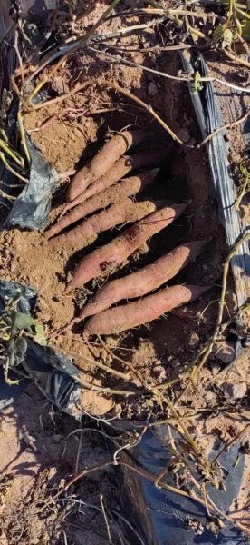 紫薯原产地是哪里_紫薯为什么叫紫薯-第2张图片-山城妙识