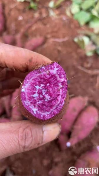 紫薯原产地是哪里_紫薯为什么叫紫薯-第3张图片-山城妙识