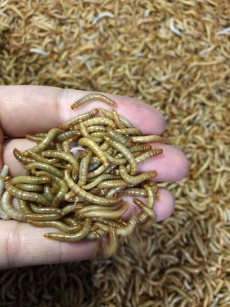 粉虫图片_粉虫长什么样-第3张图片-山城妙识