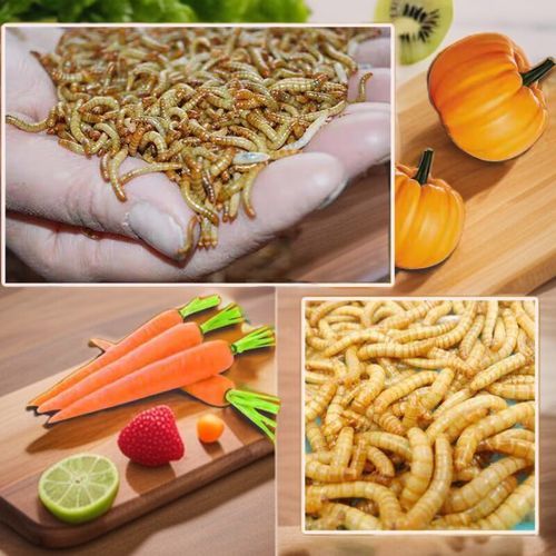 粉虫图片_粉虫长什么样-第1张图片-山城妙识