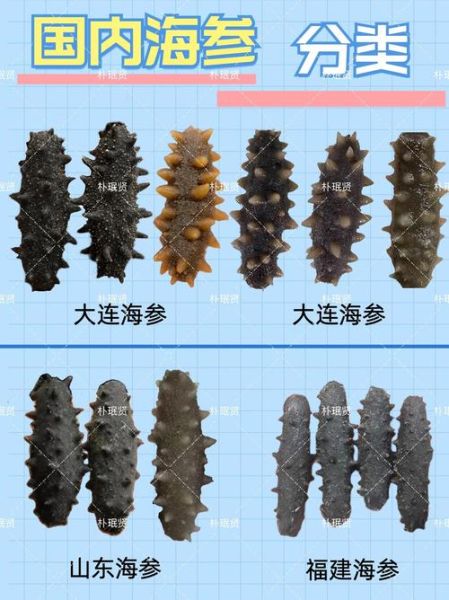 山东海参和辽参的区别_哪个好-第1张图片-山城妙识