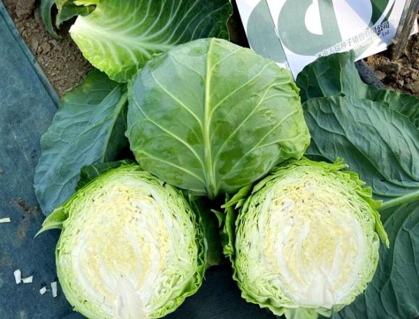 甘蓝品种有哪些_甘蓝品种怎么选-第3张图片-山城妙识