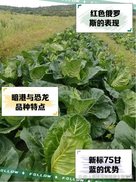 甘蓝品种有哪些_甘蓝品种怎么选-第2张图片-山城妙识
