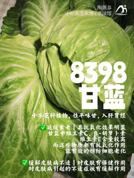 甘蓝品种有哪些_甘蓝品种怎么选-第1张图片-山城妙识