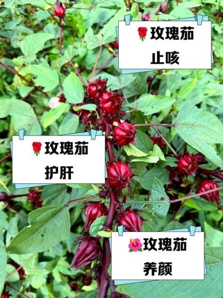 玫瑰茄怎么吃_玫瑰茄有什么功效-第1张图片-山城妙识