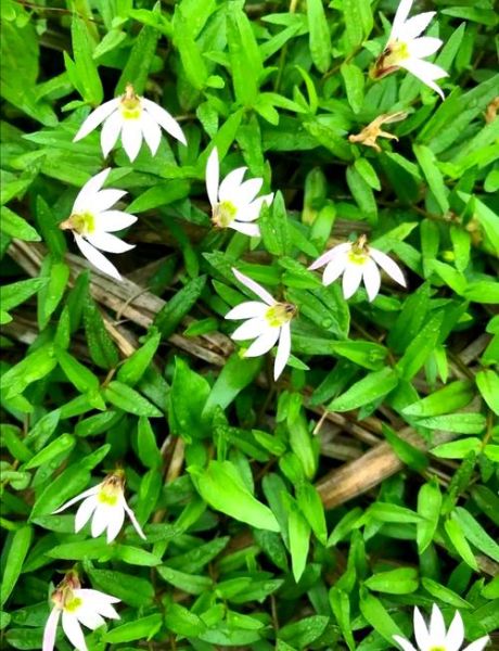 半边莲草药图片_半边莲草药的功效与作用-第1张图片-山城妙识