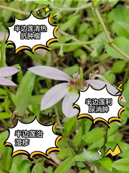 半边莲草药图片_半边莲草药的功效与作用-第3张图片-山城妙识