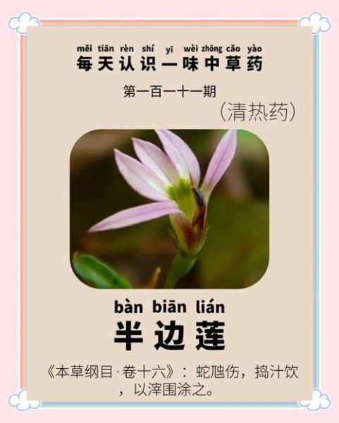 半边莲草药图片_半边莲草药的功效与作用-第2张图片-山城妙识