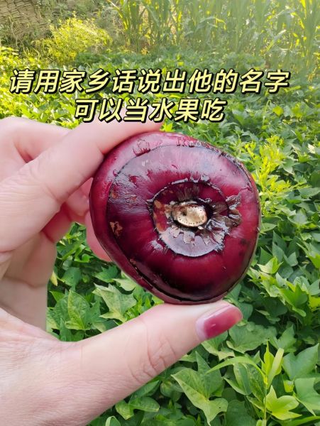 饽荠怎么读_荸的读音和意思-第2张图片-山城妙识