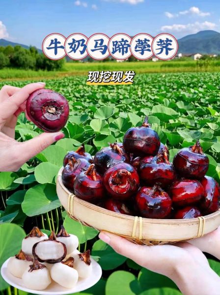 饽荠怎么读_荸的读音和意思-第3张图片-山城妙识