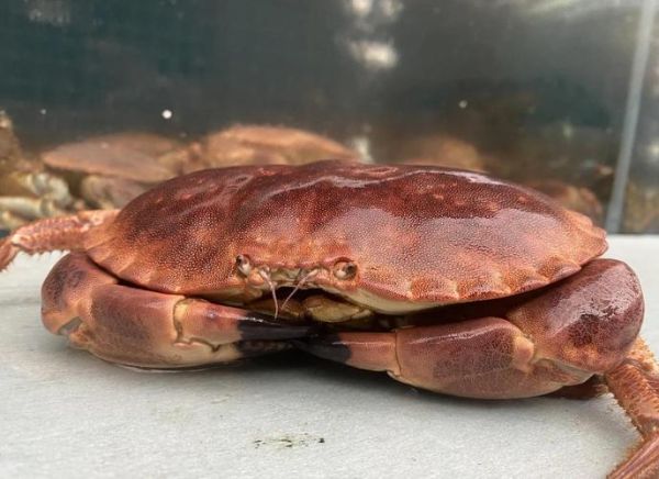 面包蟹最简单的做法_蒸多久才熟-第1张图片-山城妙识