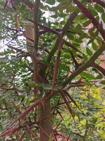 皂角树的功效与作用_皂角米怎么吃最养人-第1张图片-山城妙识