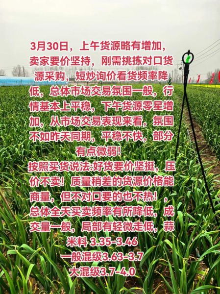 2022年大蒜多少钱一斤_大蒜价格走势预测-第2张图片-山城妙识 2022年大蒜多少钱一斤_大蒜价格走势预测-第2张图片-山城妙识