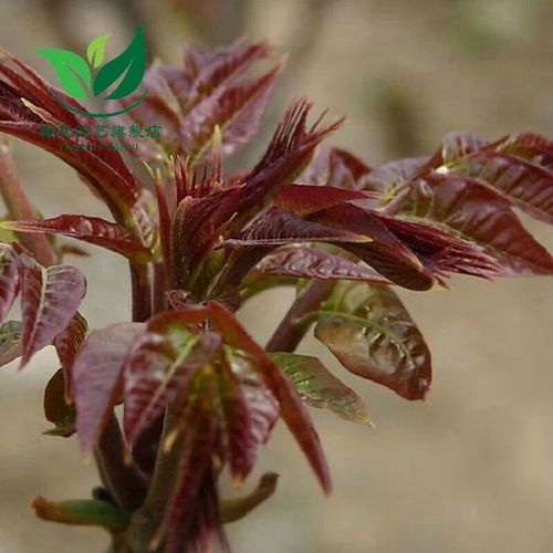 香椿苗和香椿的区别_香椿苗能当香椿吃吗-第2张图片-山城妙识