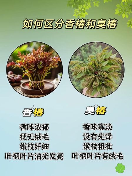 香椿苗和香椿的区别_香椿苗能当香椿吃吗-第1张图片-山城妙识