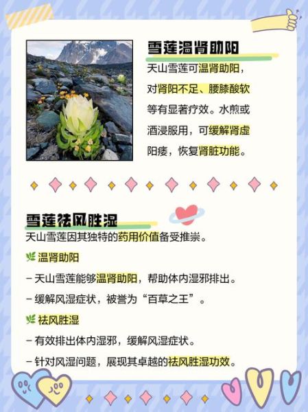 天山雪莲的功效与作用_天山雪莲主治什么病-第1张图片-山城妙识 天山雪莲的功效与作用_天山雪莲主治什么病-第1张图片-山城妙识