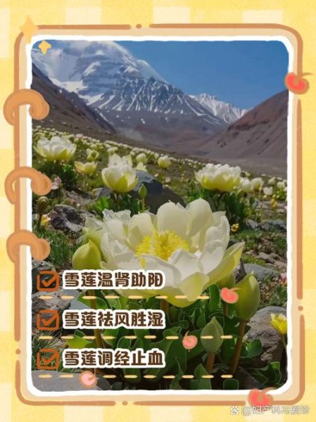 天山雪莲的功效与作用_天山雪莲主治什么病-第2张图片-山城妙识 天山雪莲的功效与作用_天山雪莲主治什么病-第2张图片-山城妙识