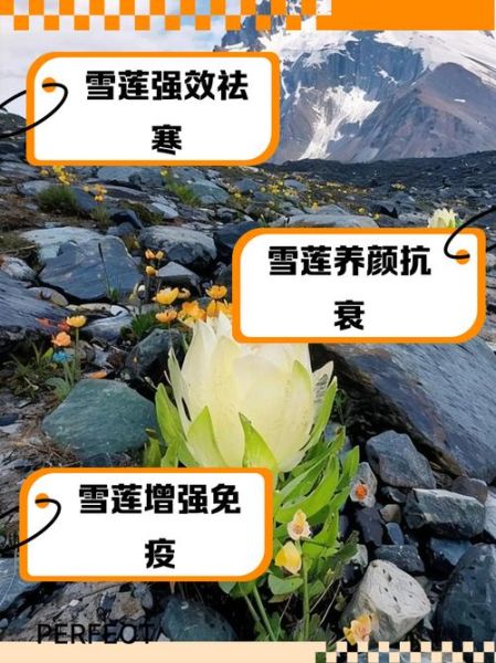天山雪莲的功效与作用_天山雪莲主治什么病-第3张图片-山城妙识 天山雪莲的功效与作用_天山雪莲主治什么病-第3张图片-山城妙识