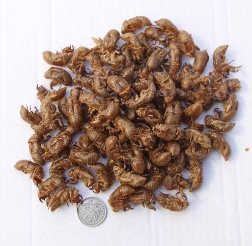 蝉蜕读音是什么_蝉蜕怎么读拼音-第3张图片-山城妙识 蝉蜕读音是什么_蝉蜕怎么读拼音-第3张图片-山城妙识