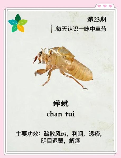 蝉蜕读音是什么_蝉蜕怎么读拼音-第1张图片-山城妙识 蝉蜕读音是什么_蝉蜕怎么读拼音-第1张图片-山城妙识