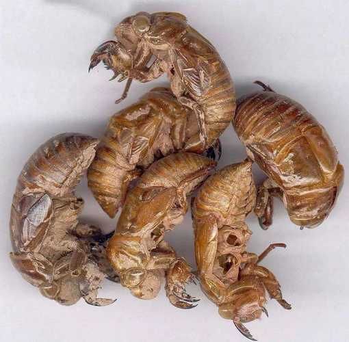 蝉蜕读音是什么_蝉蜕怎么读拼音-第2张图片-山城妙识 蝉蜕读音是什么_蝉蜕怎么读拼音-第2张图片-山城妙识