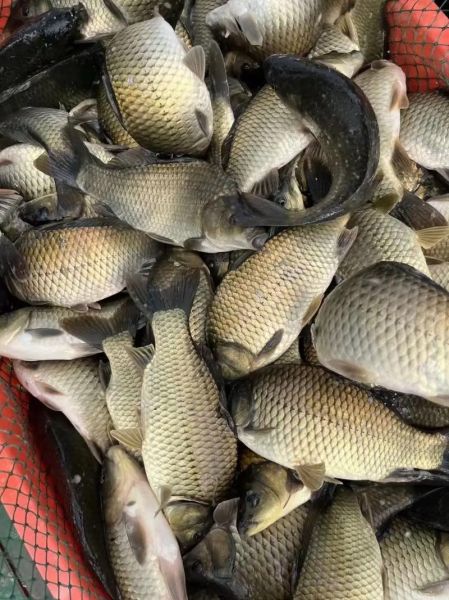 鲫鱼多少钱一斤_鲫鱼价格为何波动大-第3张图片-山城妙识 鲫鱼多少钱一斤_鲫鱼价格为何波动大-第3张图片-山城妙识