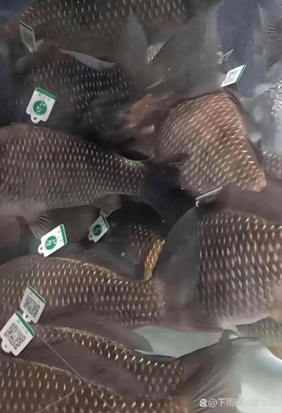 鲫鱼多少钱一斤_鲫鱼价格为何波动大-第2张图片-山城妙识 鲫鱼多少钱一斤_鲫鱼价格为何波动大-第2张图片-山城妙识