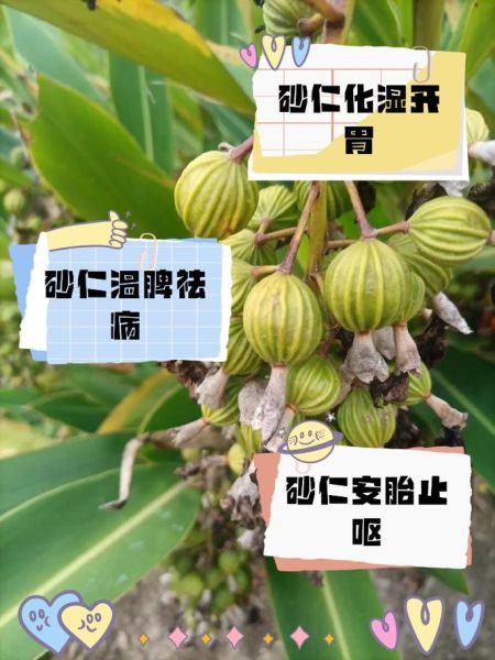 沙仁是什么_沙仁的功效与作用-第1张图片-山城妙识 沙仁是什么_沙仁的功效与作用-第1张图片-山城妙识