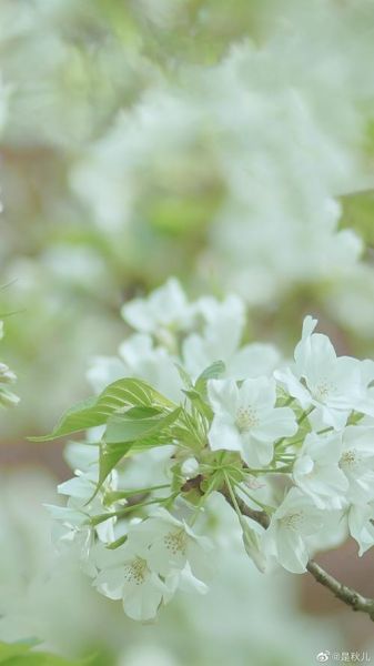 薄荷茶靡梨花白是什么_薄荷茶靡梨花白好喝吗-第3张图片-山城妙识 薄荷茶靡梨花白是什么_薄荷茶靡梨花白好喝吗-第3张图片-山城妙识