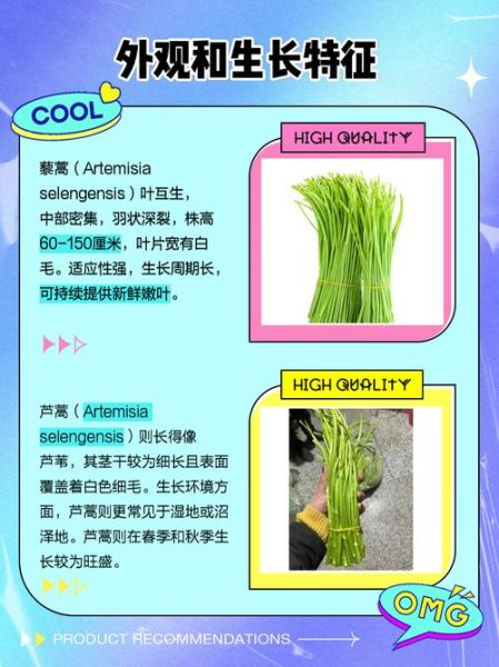 芦蒿怎么读_芦蒿和茼蒿区别-第1张图片-山城妙识