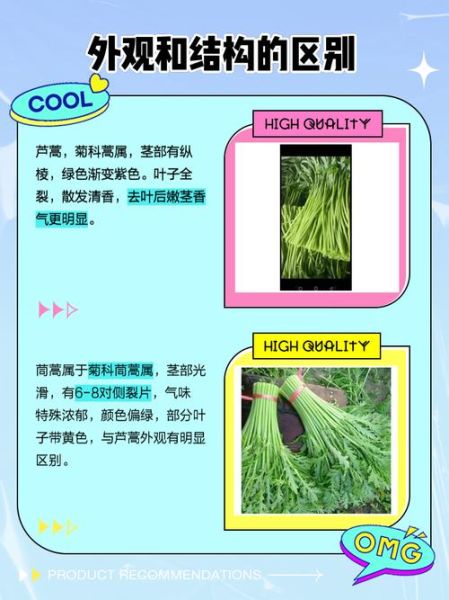 芦蒿怎么读_芦蒿和茼蒿区别-第2张图片-山城妙识