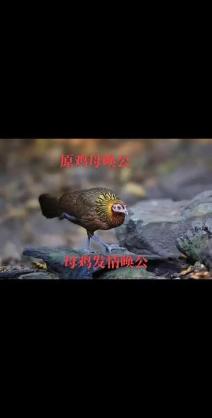 野山鸡叫的声音mp3哪里下载_野山鸡叫声能吸引母鸡吗-第1张图片-山城妙识 野山鸡叫的声音mp3哪里下载_野山鸡叫声能吸引母鸡吗-第1张图片-山城妙识
