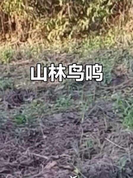 野山鸡叫的声音mp3哪里下载_野山鸡叫声能吸引母鸡吗-第3张图片-山城妙识 野山鸡叫的声音mp3哪里下载_野山鸡叫声能吸引母鸡吗-第3张图片-山城妙识