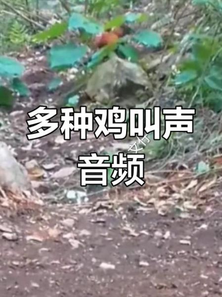 野山鸡叫的声音mp3哪里下载_野山鸡叫声能吸引母鸡吗-第2张图片-山城妙识 野山鸡叫的声音mp3哪里下载_野山鸡叫声能吸引母鸡吗-第2张图片-山城妙识