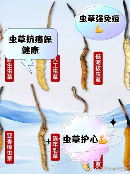 虫草能提高免疫力吗_虫草对肺有什么好处-第1张图片-山城妙识