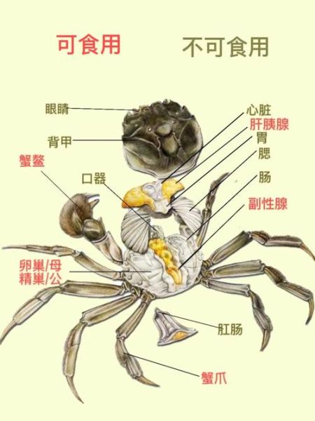 螃蟹哪些部位不能吃_螃蟹怎么吃图解-第1张图片-山城妙识