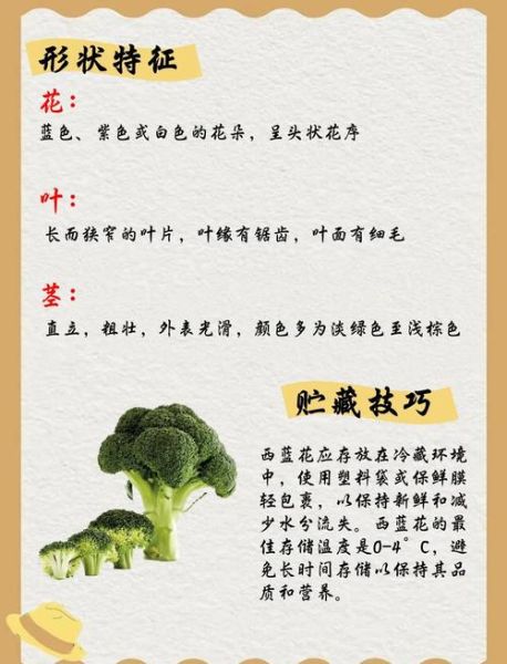 西兰花的功效与作用禁忌_西兰花怎么吃最有营养-第2张图片-山城妙识