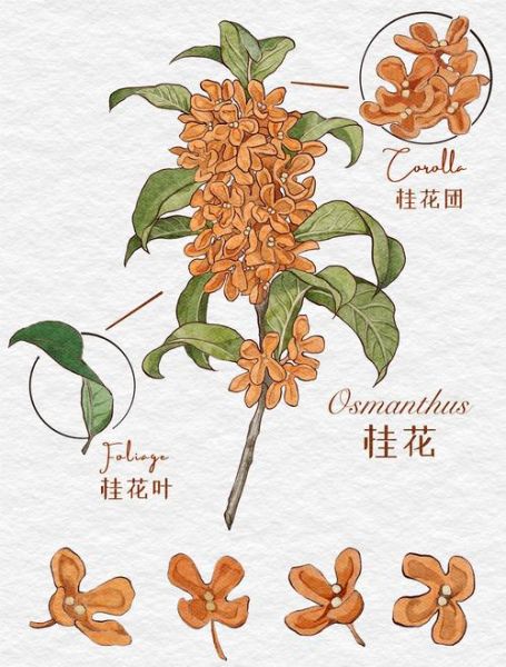 桂花树简笔画怎么画_桂花树简笔画步骤-第3张图片-山城妙识 桂花树简笔画怎么画_桂花树简笔画步骤-第3张图片-山城妙识